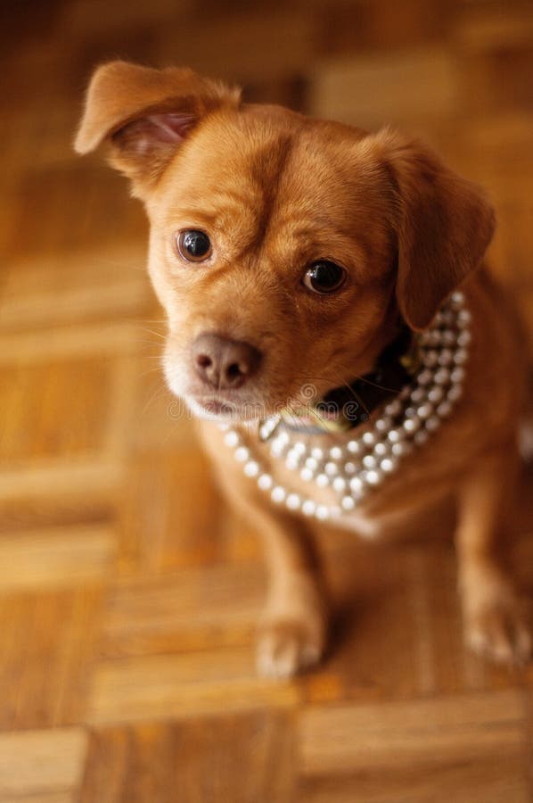 Perro dulce imagen de archivo. Imagen de cara, aguja - 57929119