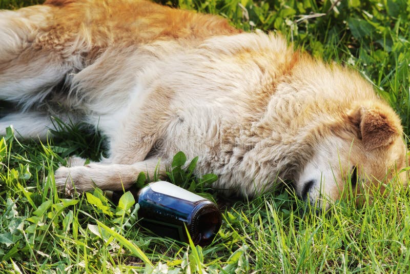 Perro El Dormir Con La Botella Del Alcohol Foto de archivo - Imagen de ...