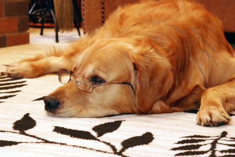 Perro elegante imagen de archivo. Imagen de anteojos, divertido - 2207777