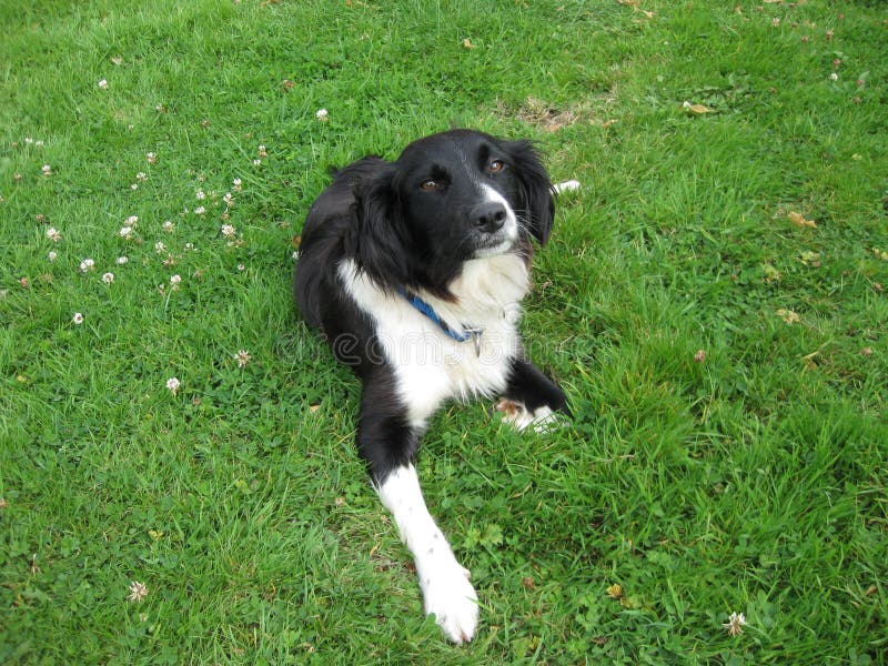 72,228 Perro Elegante Fotos de stock - Fotos libres de regalías de ...