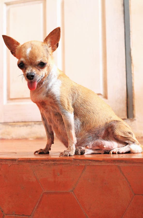 Perro Embarazada De La Chihuahua Imagen de archivo - Imagen de ...