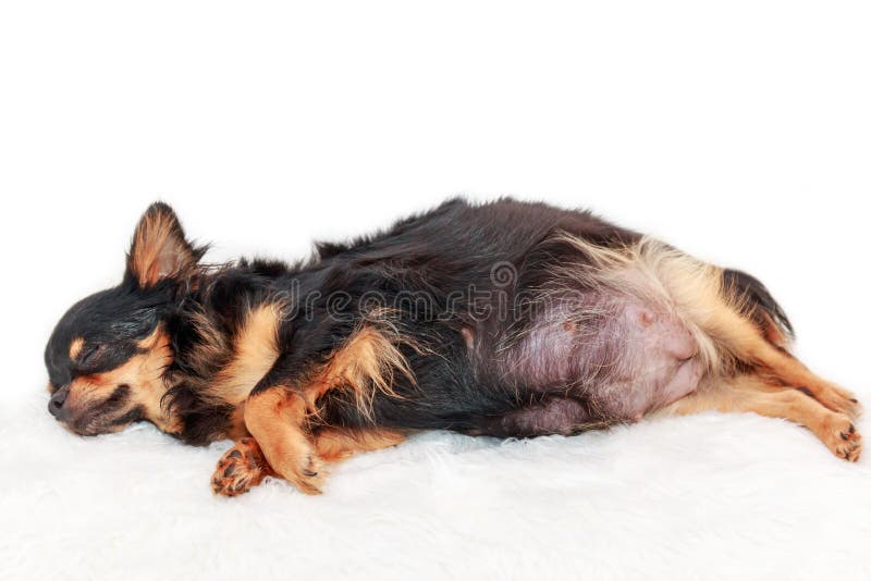 Perro Embarazada De La Chihuahua Imagen de archivo - Imagen de perrito ...