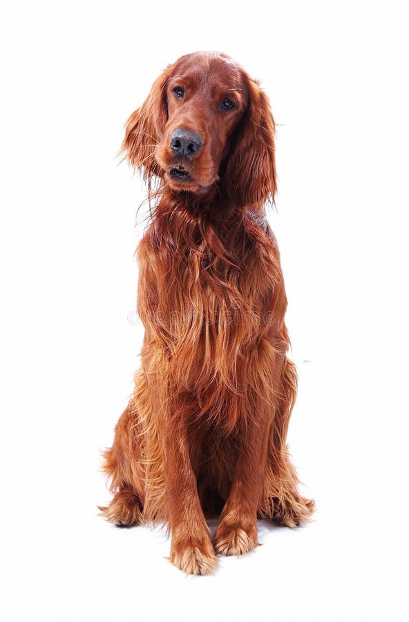 Perro en blanco imagen de archivo. Imagen de blanco, casta - 2178037