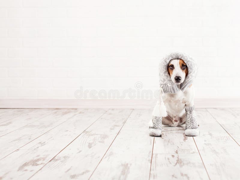 Hembra Y Perro En Calcetines Foto de archivo - Imagen de humano ...
