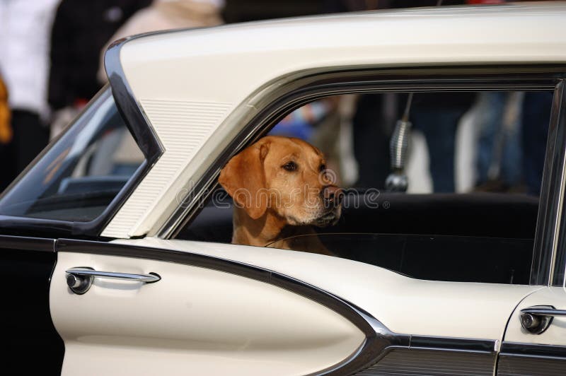 Perro, sospechando imagen de archivo. Imagen de domesticado - 1734471