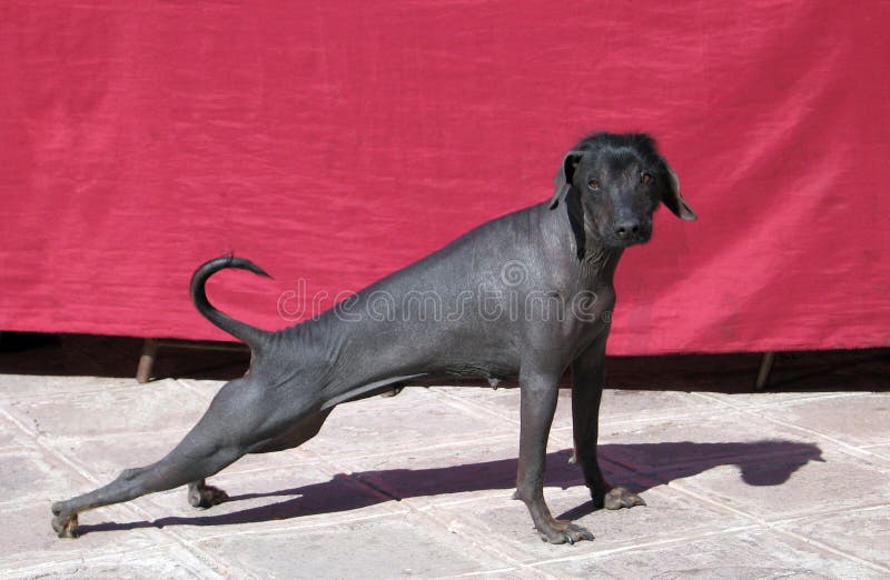Perro En Cuzco Imagen. Imagen: 9690541