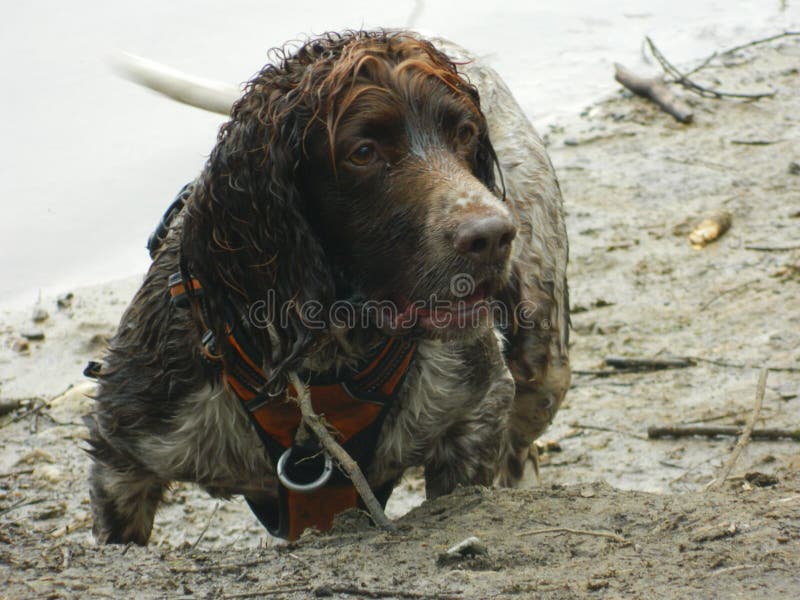 Perro en el barro foto de archivo. Imagen de cabras - 249009604