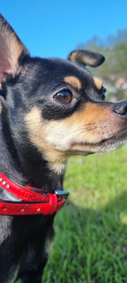 Perro En El Campo Mini Pincher Feliz Imagen de archivo - Imagen de ...