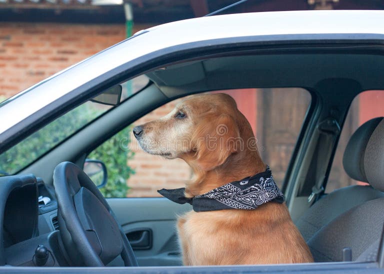 4,008 Dog Manejando Fotos de stock - Fotos libres de regalías de Dreamstime