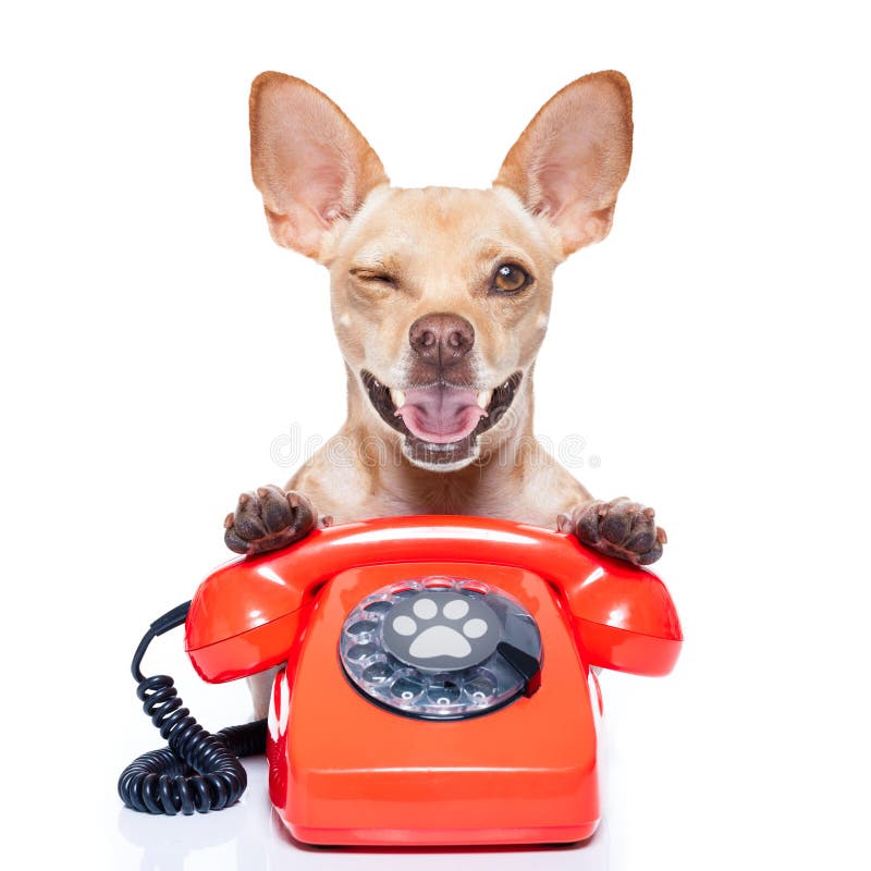 7,684 Perro En El Teléfono Fotos de stock - Fotos libres de regalías de ...