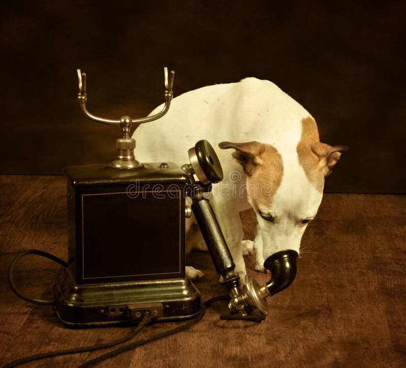 Teléfono Del Teléfono Del Perro Foto de archivo - Imagen de entregue ...