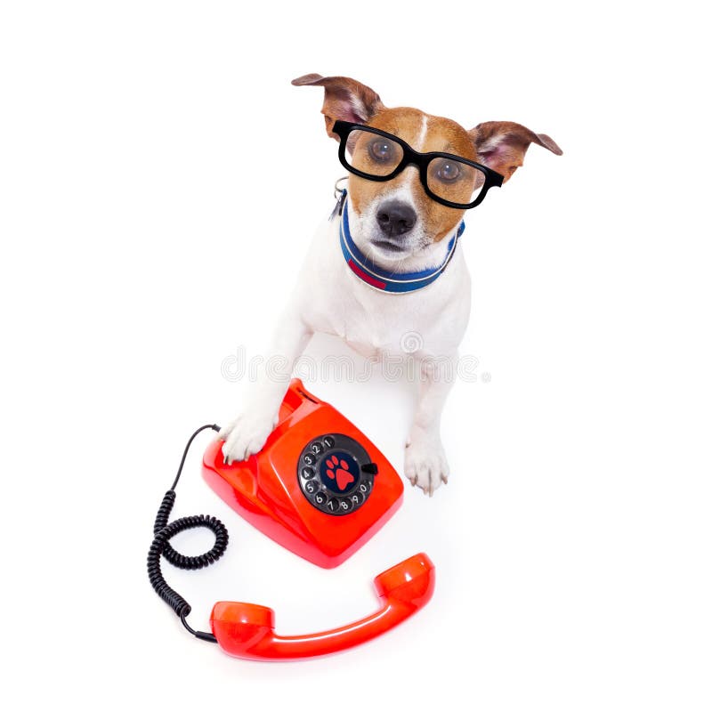 imágenes comunes del Perro En El Teléfono - los derechos de la ...