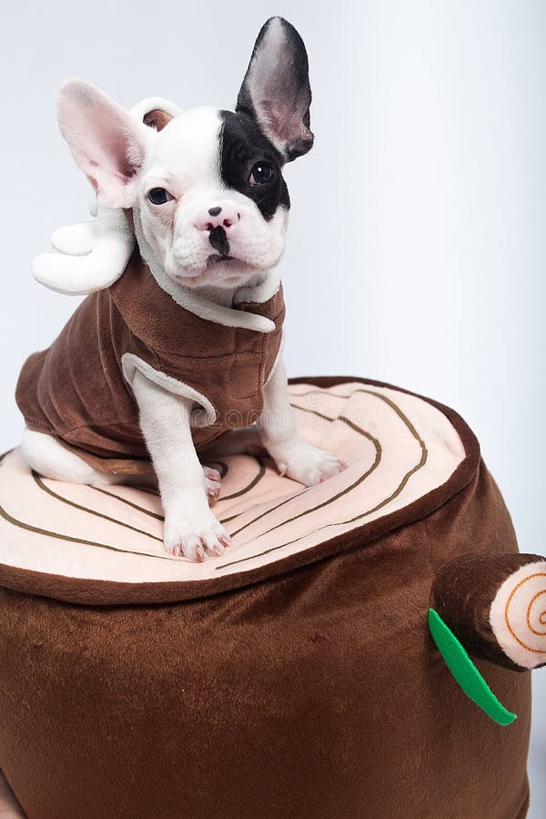 Perro en el traje foto de archivo. Imagen de desgaste - 59595552