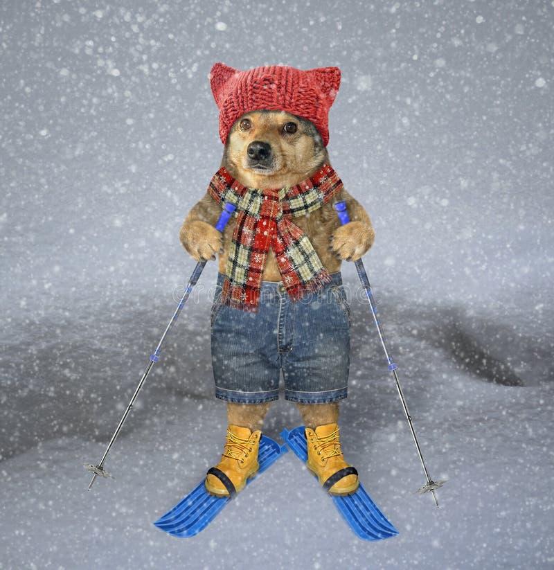 Perro En Esa Colina Esquiando Abajo Imagen de archivo - Imagen de ...