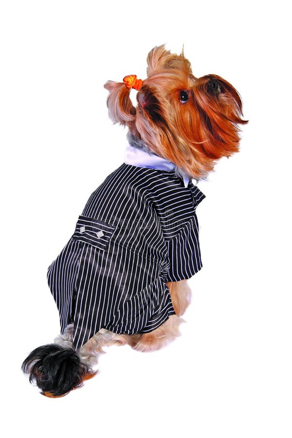 Cigarro Que Fuma Del Perrito Del Barro Amasado Foto de archivo - Imagen ...