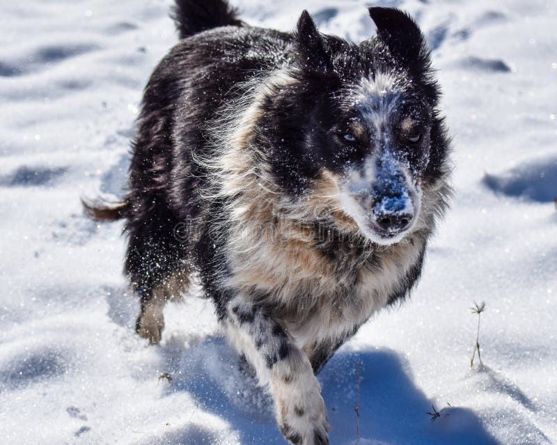 Perro en la nieve imagen de archivo. Imagen de perro - 133410745