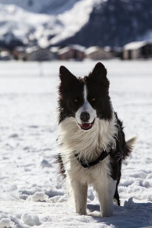 Perro en la nieve imagen de archivo. Imagen de invierno - 39408303