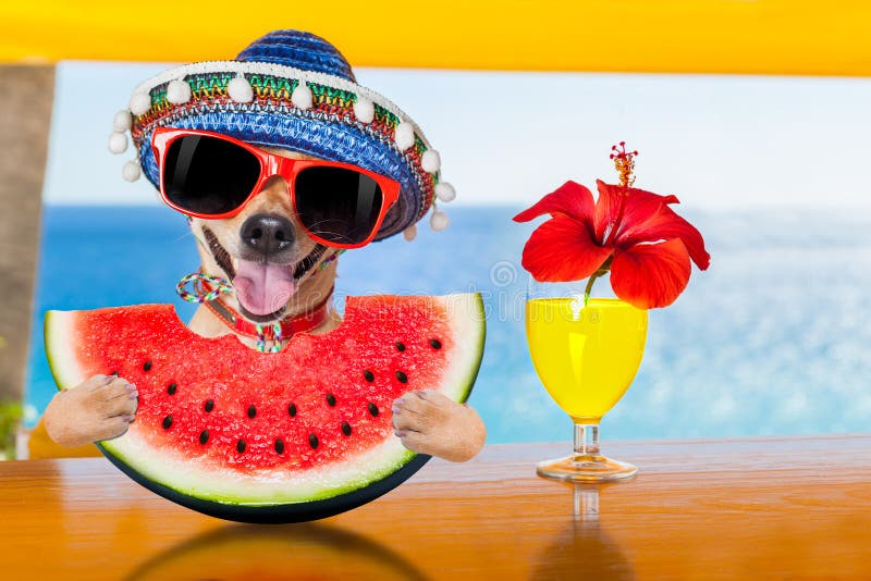 Perro En La Playa Y La Sandía Foto de archivo - Imagen de méxico ...
