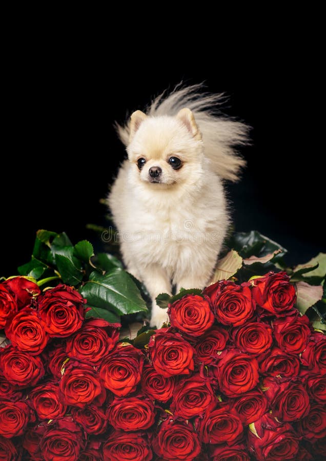 Perrito con las rosas foto de archivo. Imagen de amigo - 1747404