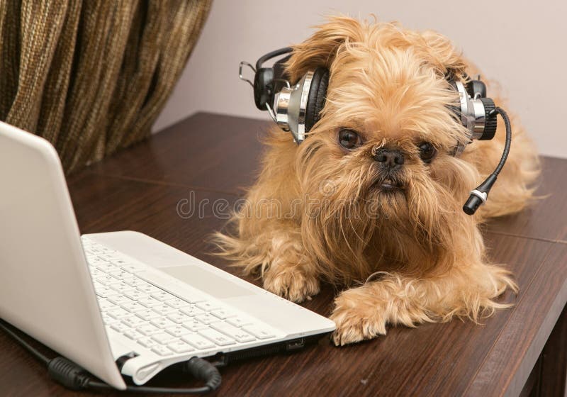 Levante El Perro De Perrito De Russell Con La Mariposa En Su Nariz Foto ...