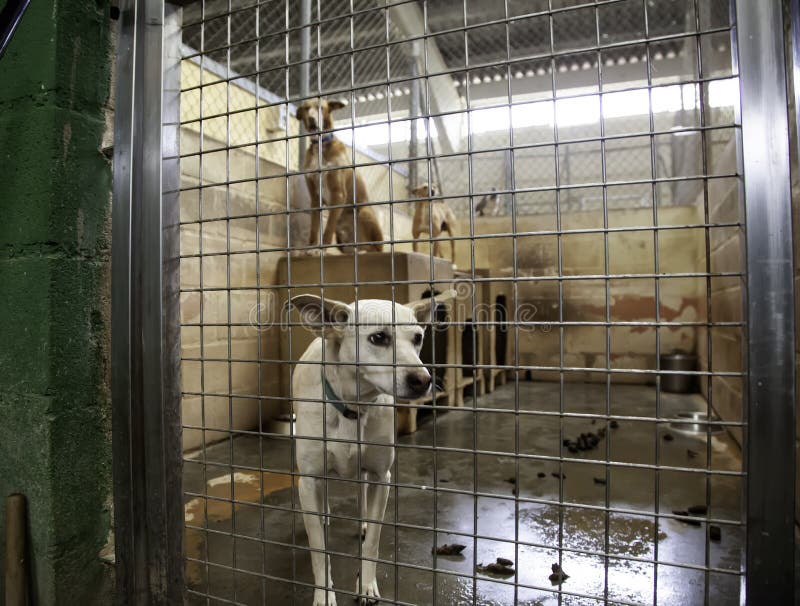 Perro en perrera foto de archivo. Imagen de mascota - 135791814