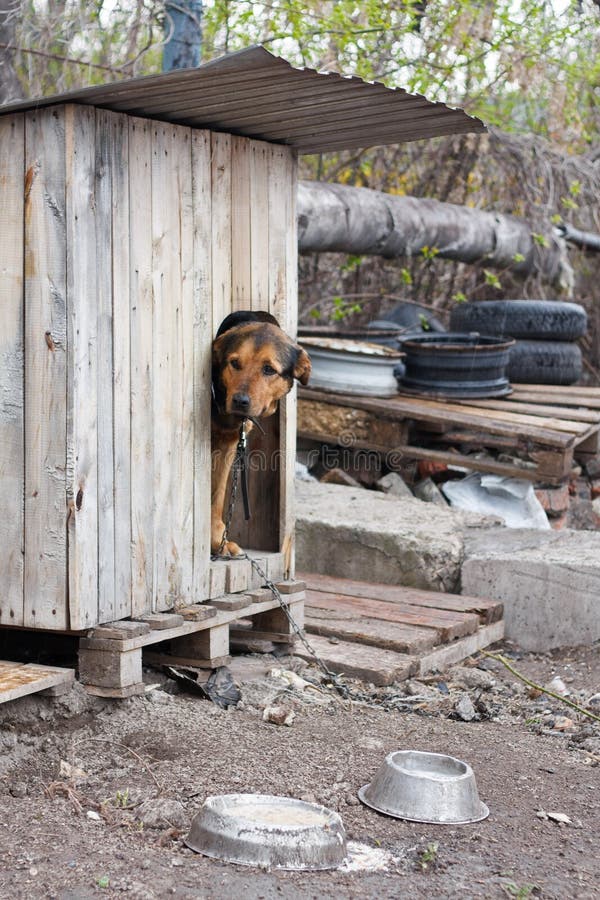 Perro en perrera foto de archivo. Imagen de perrera, amigo - 19399554