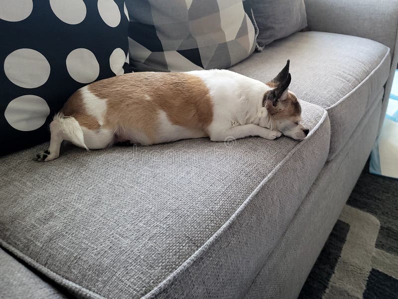 Perro en reposo imagen de archivo. Imagen de perrito - 227009187