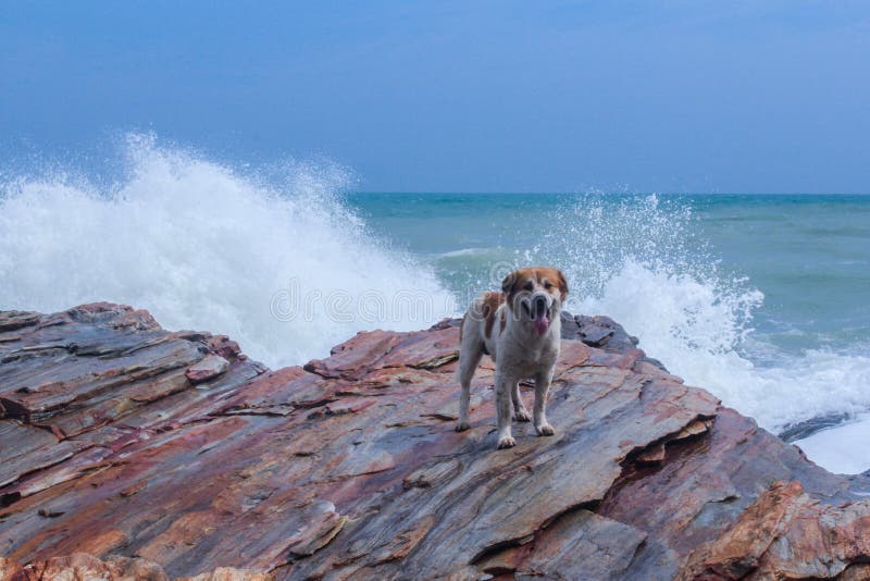 Se Permiten Perros En El Rancho Rock Ledge
