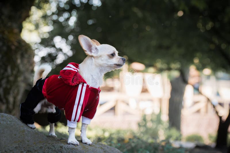 Perro en ropa foto de archivo. Imagen de deporte, manera - 106177668