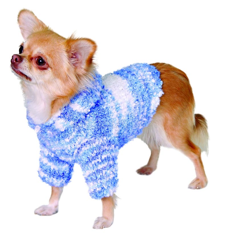 Perro De La Chihuahua En Suéter Imagen de archivo - Imagen de púrpura ...
