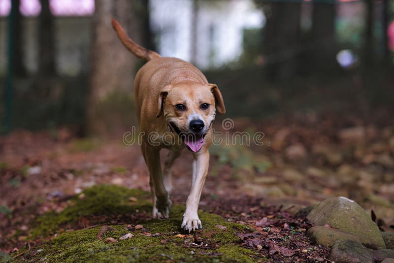 Perro En Un Tronco En El Bosque Caminando Con Imagen de archivo ...