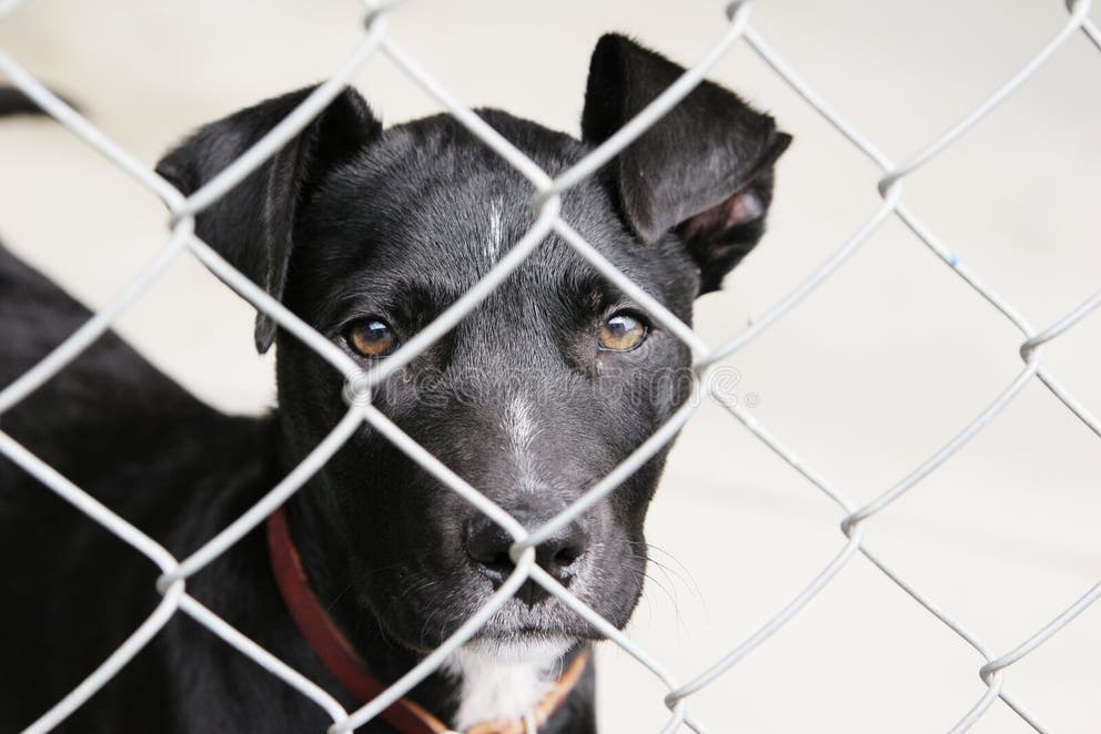 Perro en una pluma imagen de archivo. Imagen de pluma - 16776521