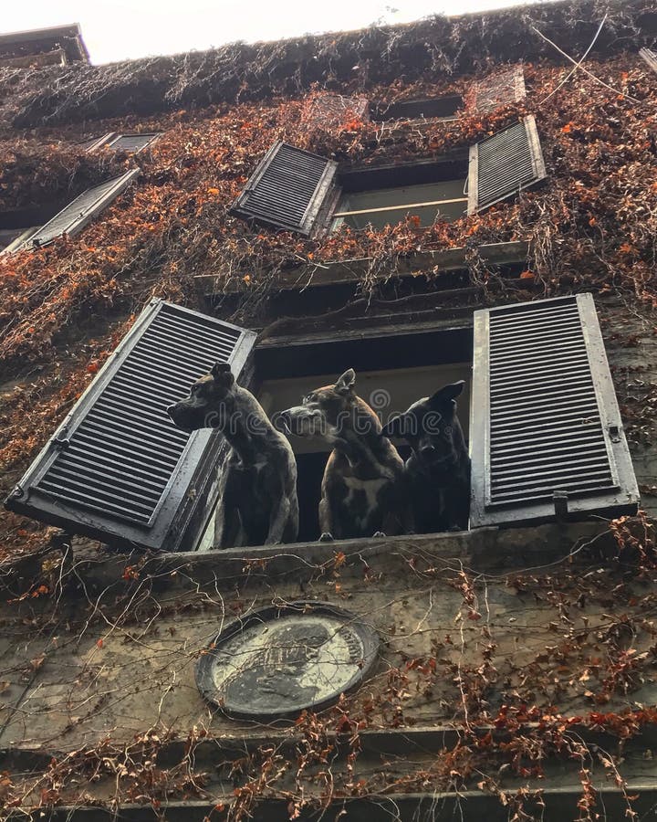 Perro en Windows imagen de archivo. Imagen de roma, perro - 127106791