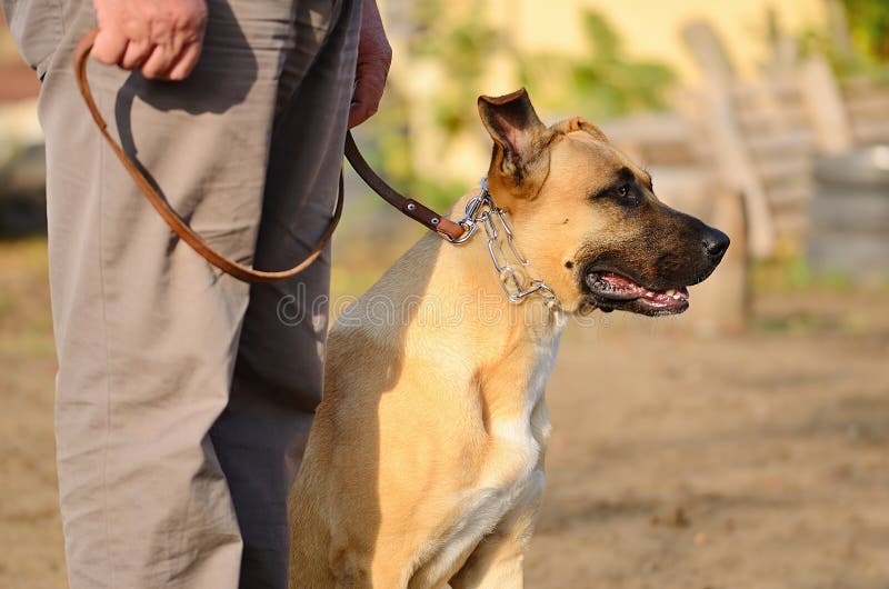 Perro encadenado imagen de archivo. Imagen de detalle - 40215141