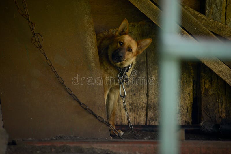 Perro Encadenado Fotos De Stock - Descarga 1,058 Fotos Libres de Derechos