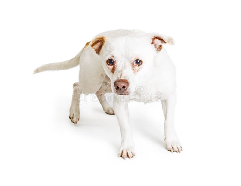 Perro Asustado Del Rescate De La Chihuahua En Blanco Foto de archivo ...