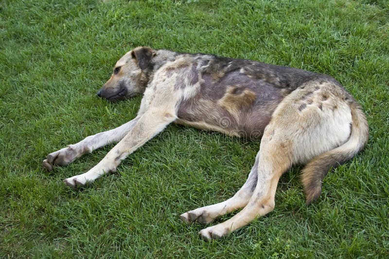 Perro enfermo foto de archivo. Imagen de descontento - 14854126