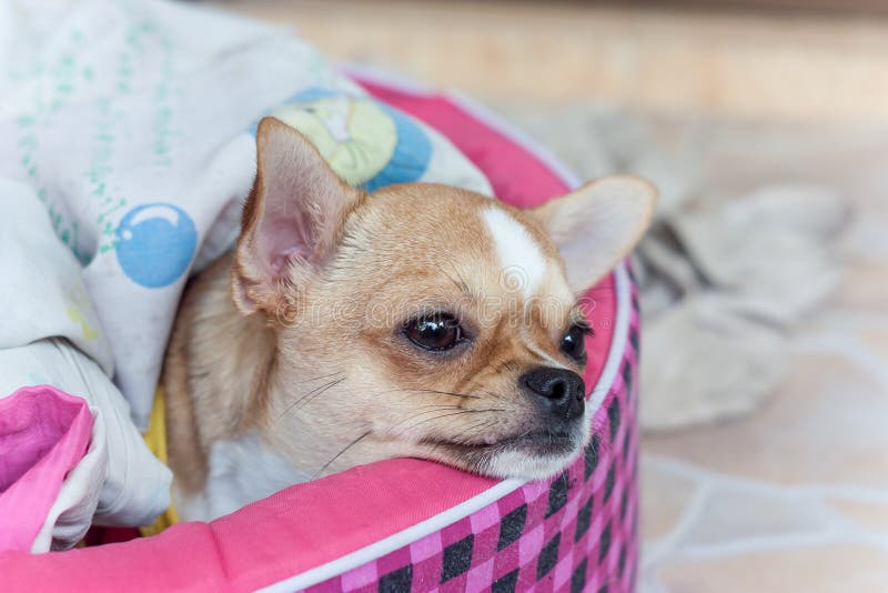 Perro, enfermo foto de archivo. Imagen de animal, headache - 38354884