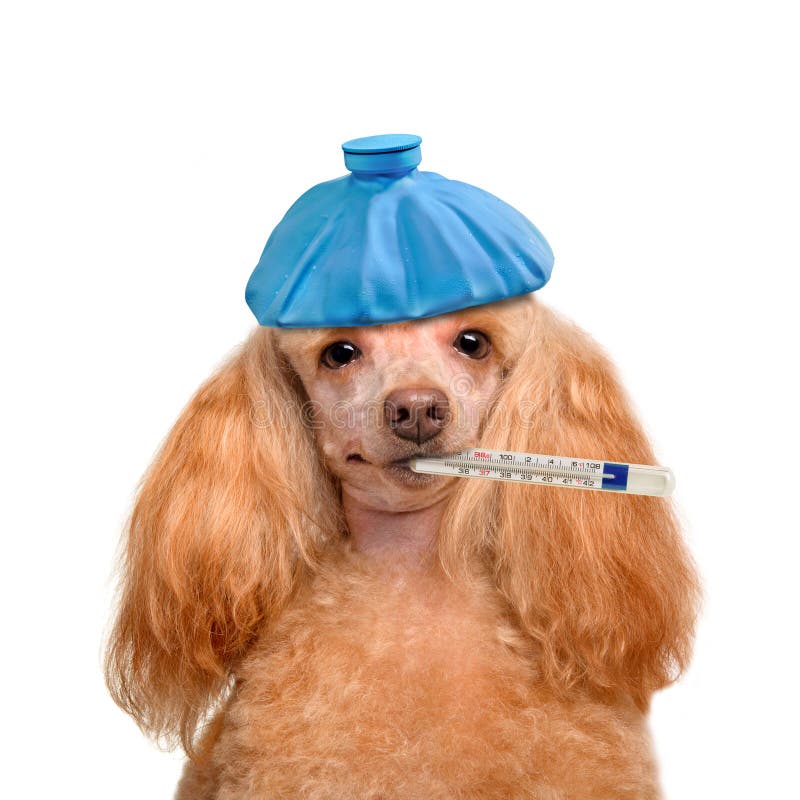 Perro enfermo imagen de archivo. Imagen de enfermo, headache - 23266147