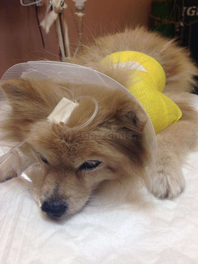 Perro enfermo imagen de archivo. Imagen de emergencia - 42912149