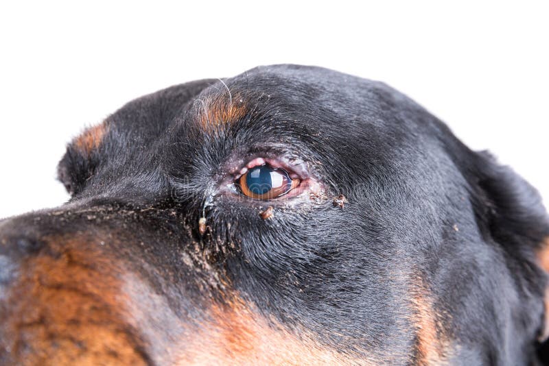 Perro Enfermo Con Examen De Ojos Polvorientos Infectado Foto de archivo ...