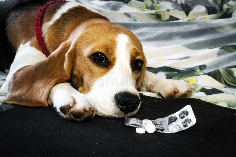 Perro enfermo imagen de archivo. Imagen de enfermedad - 16597707