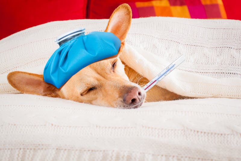 Perro Enfermo Enfermo El Dormir Foto de archivo - Imagen de tiro ...