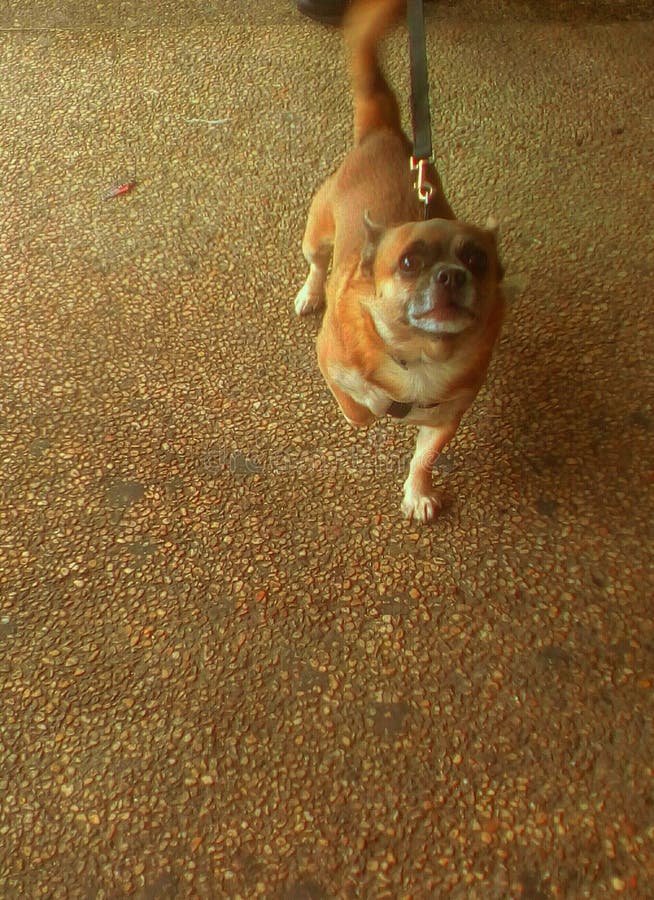 Perro enojado imagen de archivo. Imagen de animal, grande - 132362587