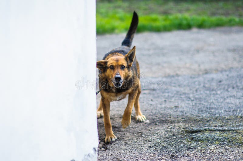 Perro enojado foto de archivo. Imagen de protector, agitado - 166190130