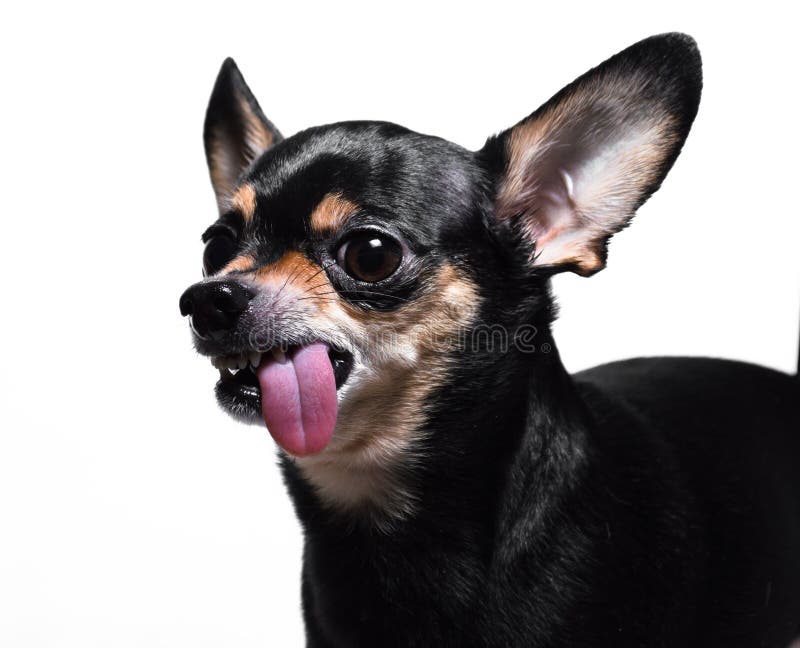 Perro enojado foto de archivo. Imagen de comportamiento - 84136170