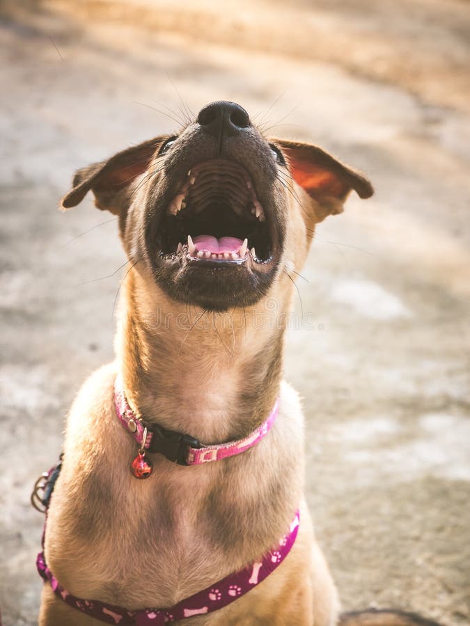 Perro enojado foto de archivo. Imagen de lindo, alimento - 91728102