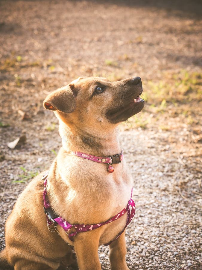 Perro enojado imagen de archivo. Imagen de canino, quijada - 91728115