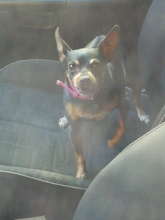 Perro enojado foto de archivo. Imagen de ataque, odio - 62432722