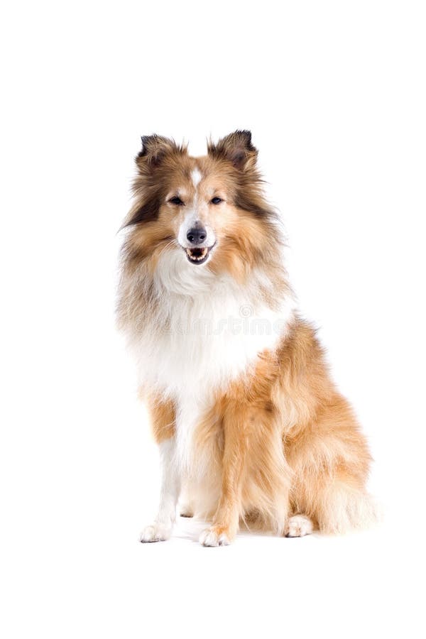 Perros Escoceses Del Collie Imagen de archivo - Imagen de preparación ...